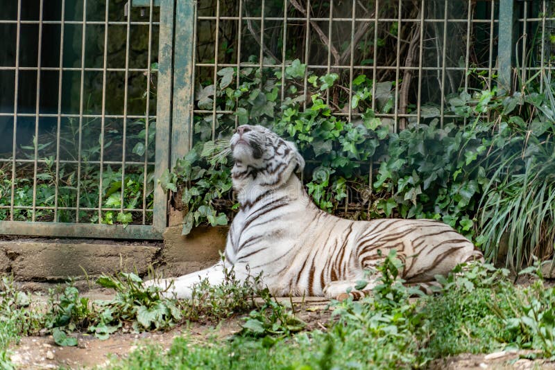 Tiger in a spanish zoo stock photo. Image of color, animal - 161218352