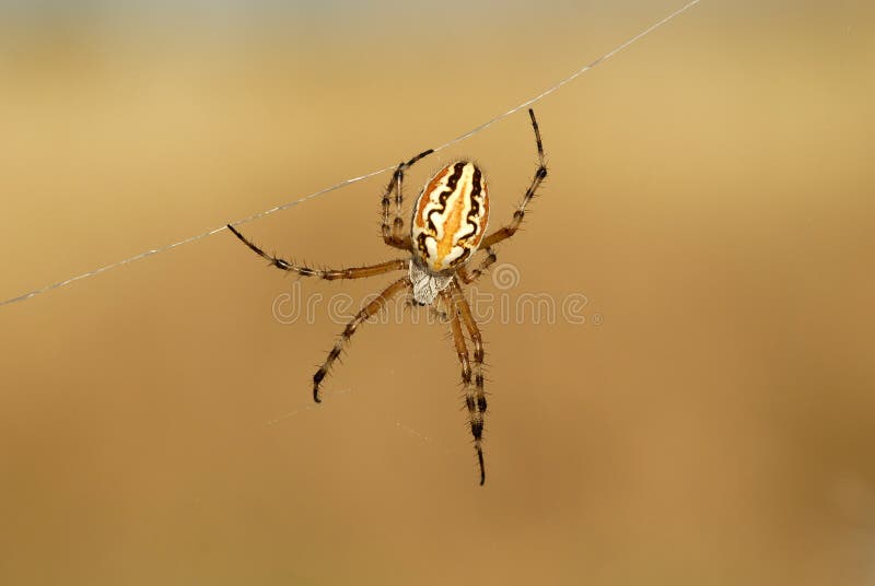 Tiger spider stock photo. Image of composicon, legs, tiger - 20561824