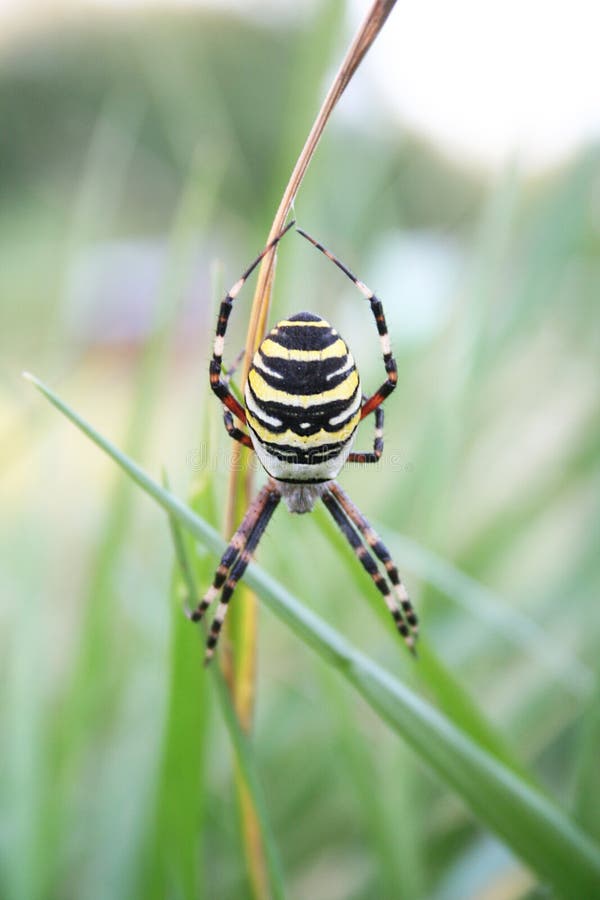 Tiger Spider arkivfoto. Bild av fara, natur, tiger, gräs - 53397240