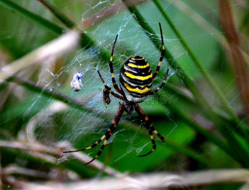 Tiger Spider: Yellow, White and Black Coloured Spider in a Web Stock ...