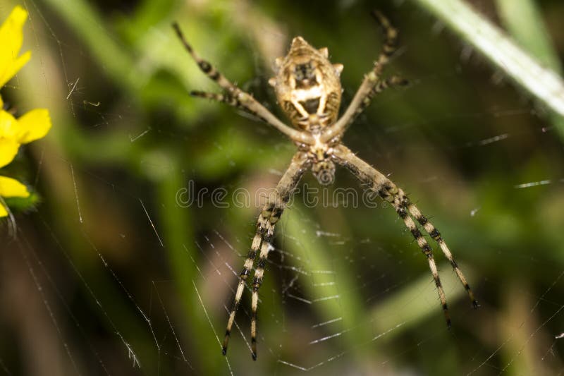 Tiger spider in the garden stock image. Image of legs - 364680523