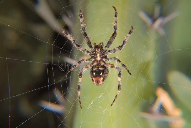 Tiger Spider in His Web with Copyspace Stock Photo - Image of stripe ...