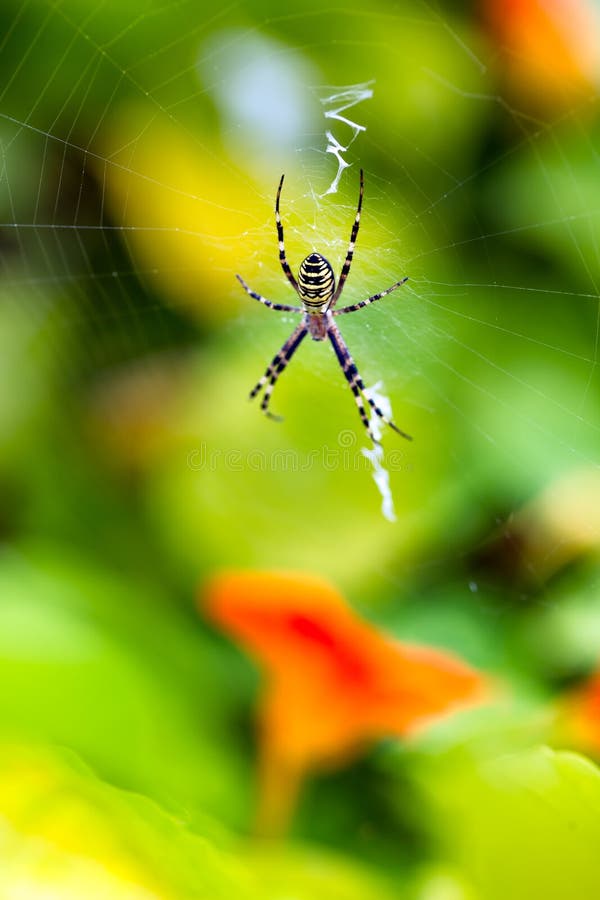 Tiger Spider Sitting on His Web Stock Image - Image of close, nature ...