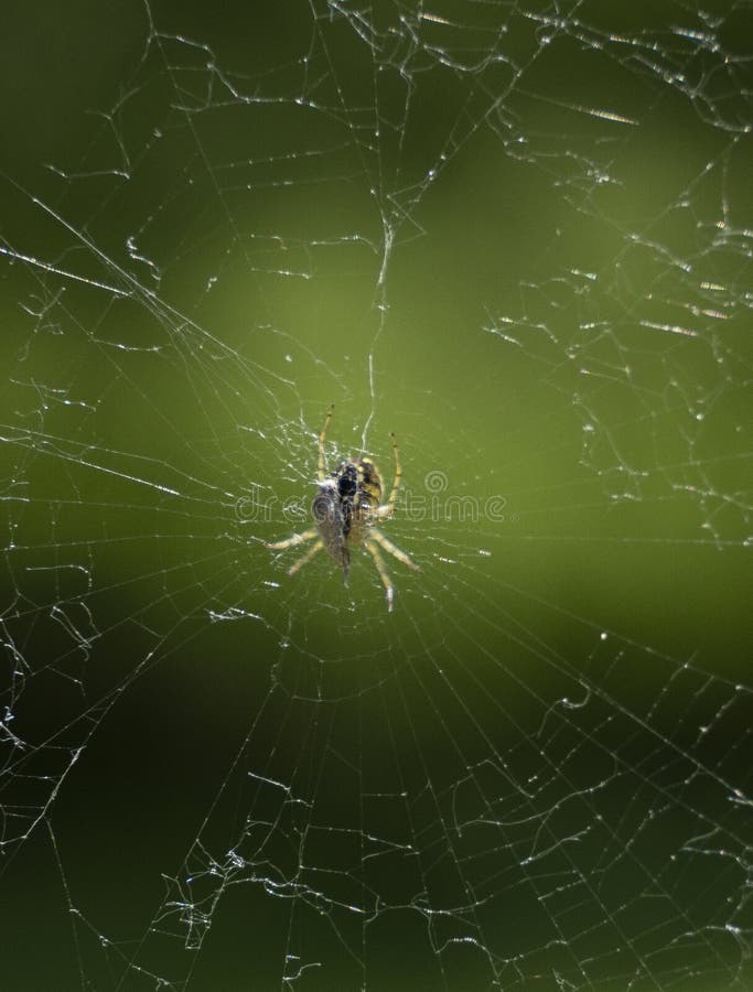 Tiger Spider on a Spider Web in the Countryside Stock Image - Image of ...