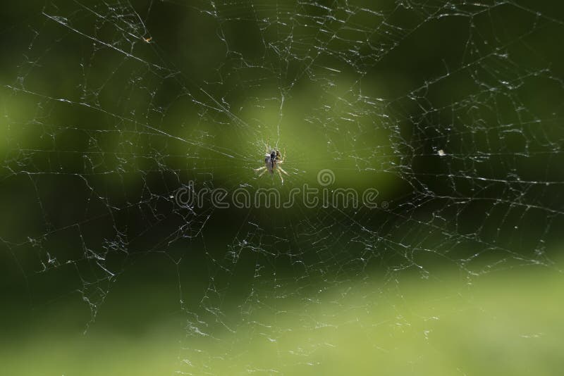 Tiger Spider on a Spider Web in the Countryside Stock Image - Image of ...