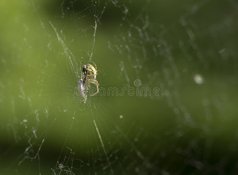 Tiger Spider on a Spider Web in the Countryside Stock Photo - Image of ...