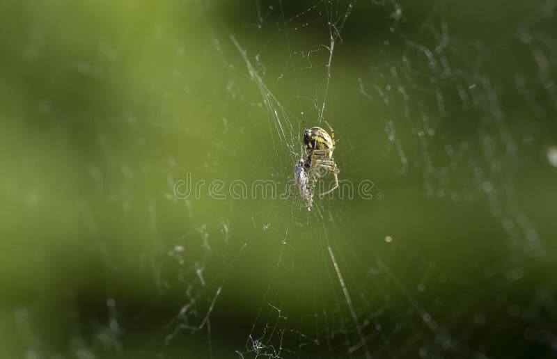 Tiger Spider on a Spider Web in the Countryside Stock Image - Image of ...