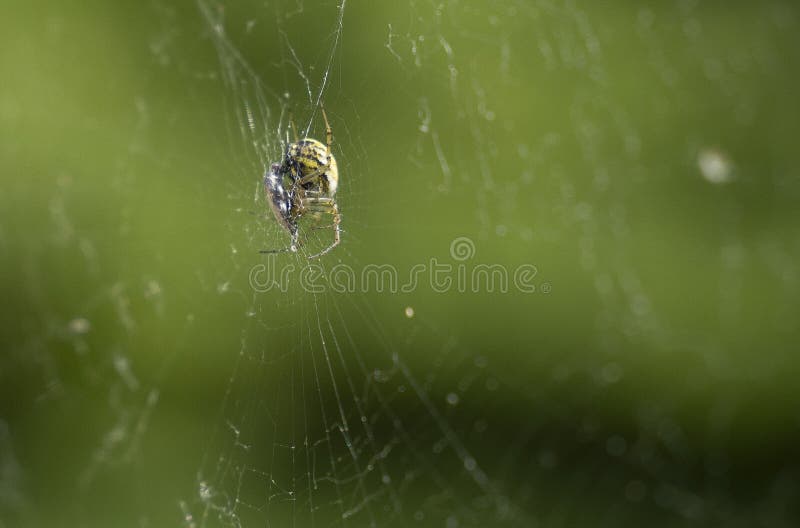 Tiger Spider on a Spider Web in the Countryside Stock Image - Image of ...