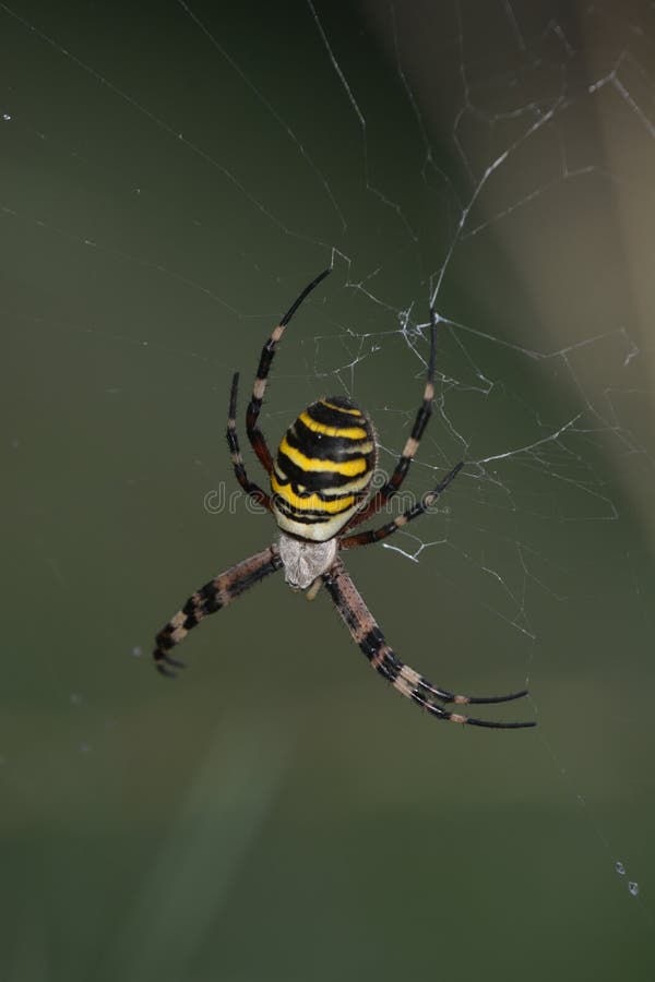 Tiger Spider or Wasp Spider or Argiope Bruennichii Stock Image - Image ...