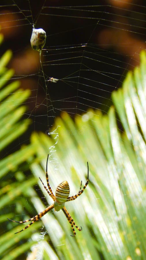 Tiger Spider on a Web with Caught Prey Stock Photo - Image of survival ...