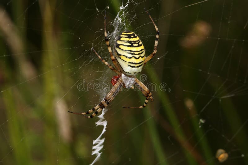 Tiger spider in web stock photo. Image of spider, hairy - 123379416