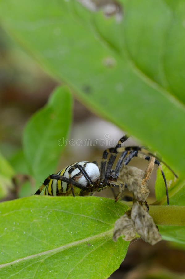 Tiger spider stock image. Image of body, macro, close - 58075331