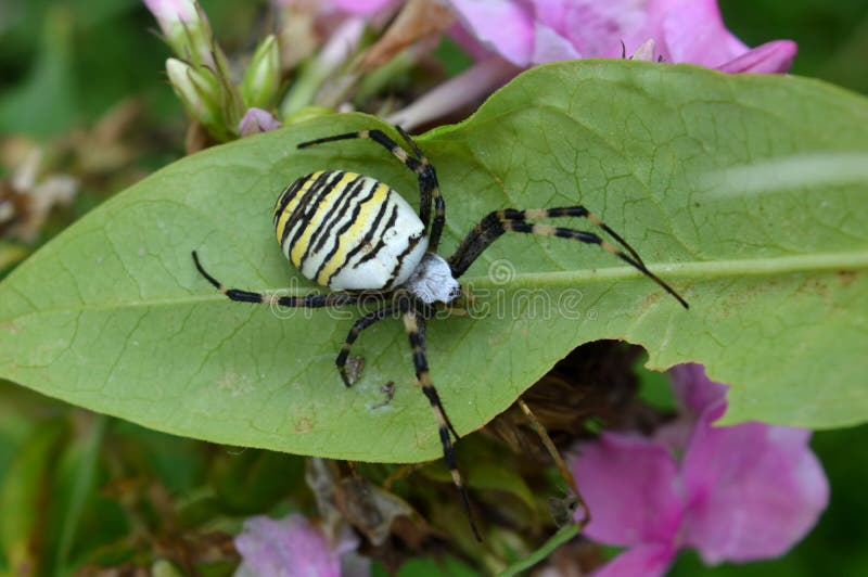 Tiger spider stock image. Image of creepy, legs, close - 58075339