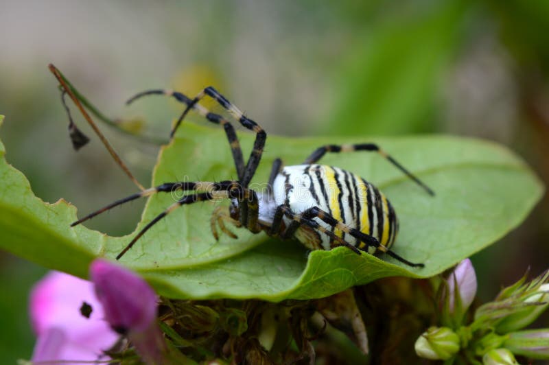 Tiger spider stock photo. Image of arachnid, environment - 58075392