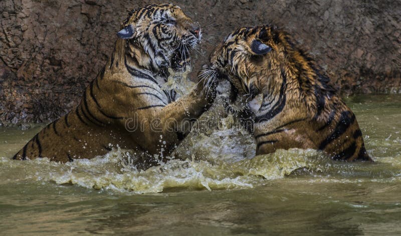 Tiger with Splash River Water. Tiger Action Wildlife Scene, Wild Cat ...