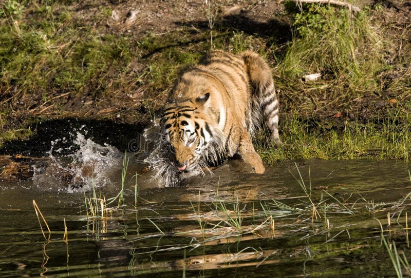 Tiger Splashing in the River Stock Photo - Image of mountain, close ...