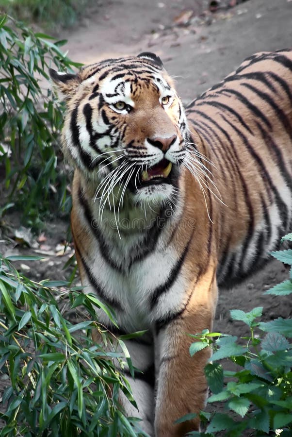 Tiger spotted in thicket stock photo. Image of danger - 7108948