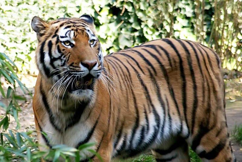Tiger spotted in thicket stock photo. Image of bengali - 7108962