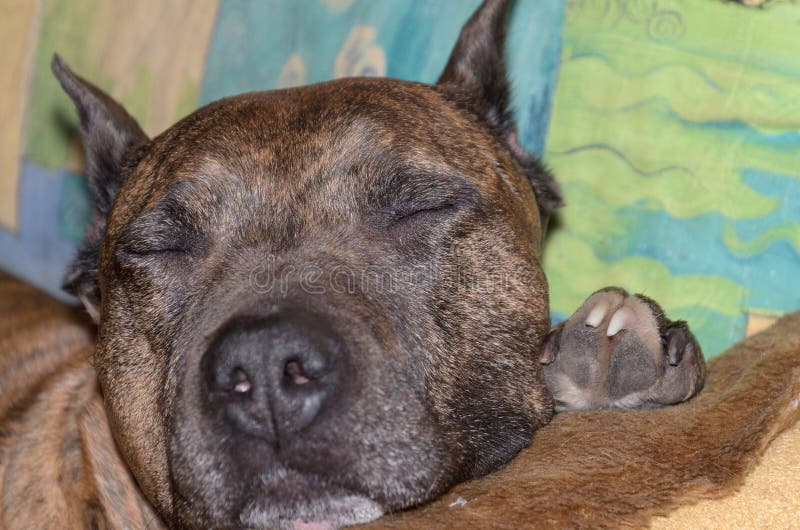 Tiger Staffordshire Terrier Sleeping at Home Stock Image - Image of ...