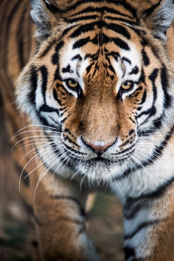 Tiger Stalking stock photo. Image of siberian, panthera - 27079204