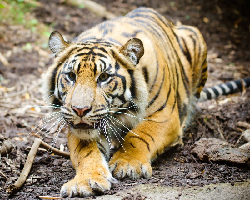 520 Tiger Pray Stock Photos - Free & Royalty-Free Stock Photos from ...