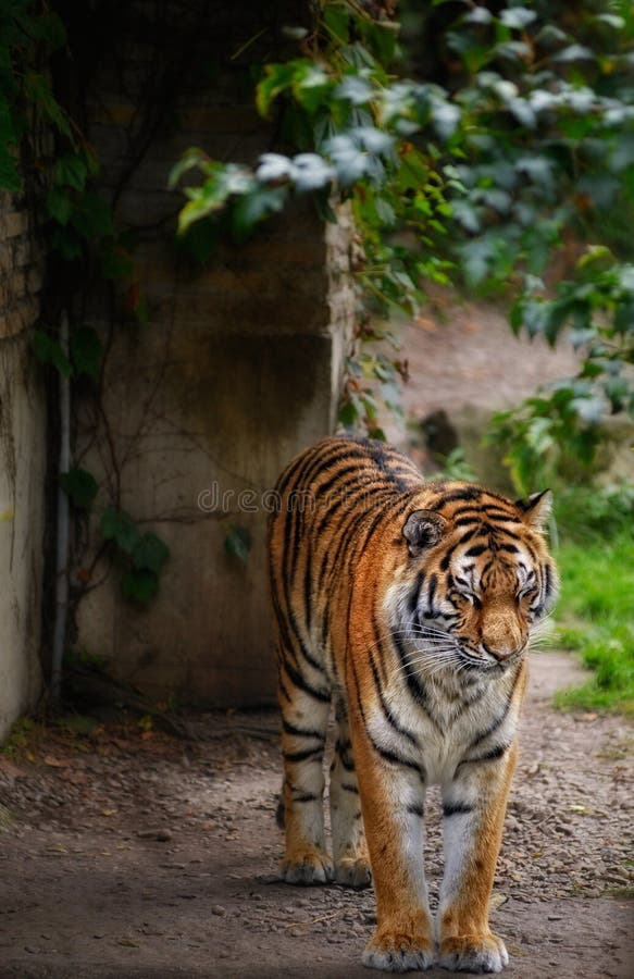 Tiger standing stock photo. Image of color, tree, feline - 11676720