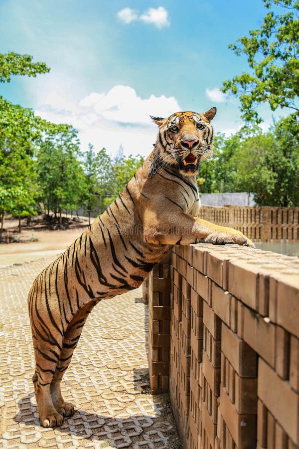 Tiger Standing stock afbeelding. Image of azië, gevaarlijk - 41273549