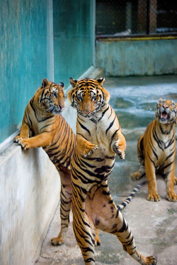 Tiger Standing with Hind Legs. Stock Photo - Image of animals, mammal ...