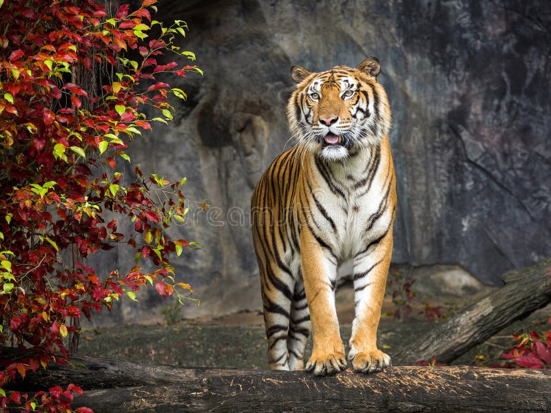 Tiger Standing in the Nature. Stock Photo - Image of dangerous ...