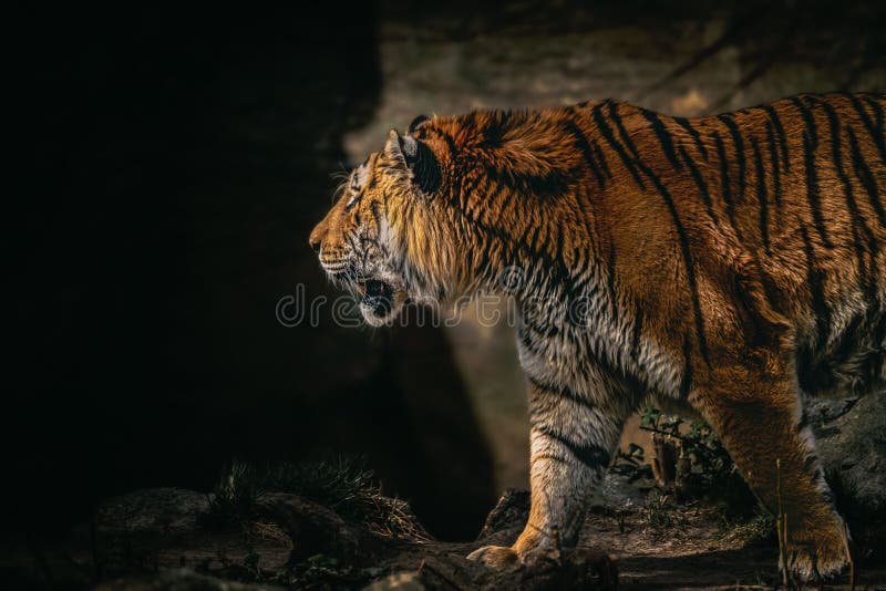 Tiger Standing on Rocky Ground Stock Image - Image of wild, face: 268608673