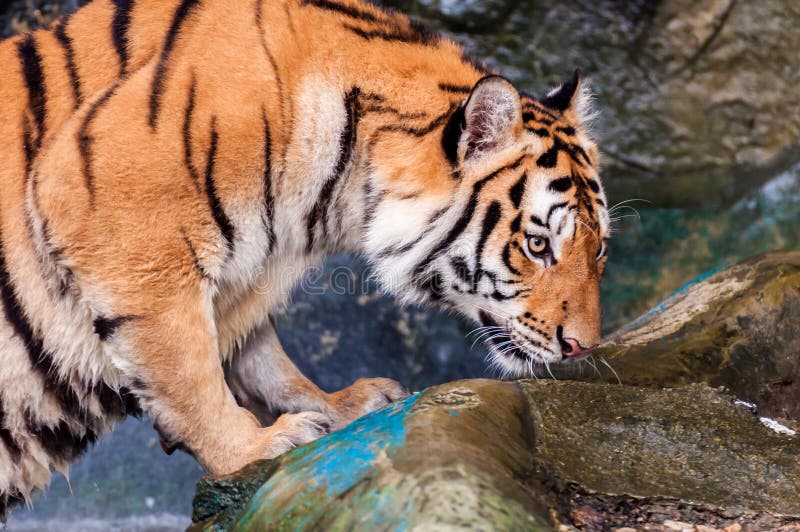 121 Tiger Smelling Stock Photos - Free & Royalty-Free Stock Photos from ...