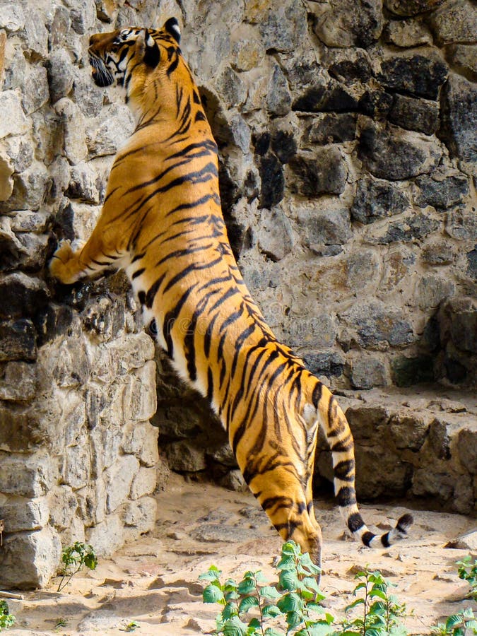 Scratching post stock photo. Image of animals, paws, roaring - 36594676