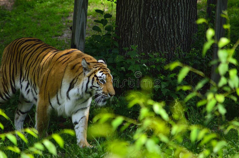 Tiger Star stock image. Image of hunter, jungle, wild - 93197363