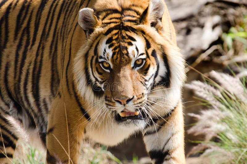 Tiger stare stock image. Image of pretoria, hunter, dangerous - 29368757