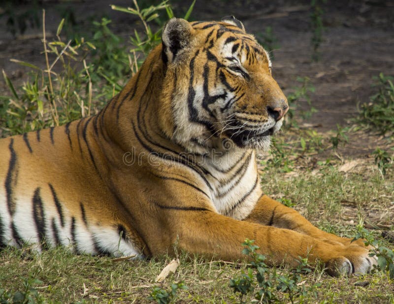 Tiger Stare stock image. Image of nature, jump, hunt - 54385487