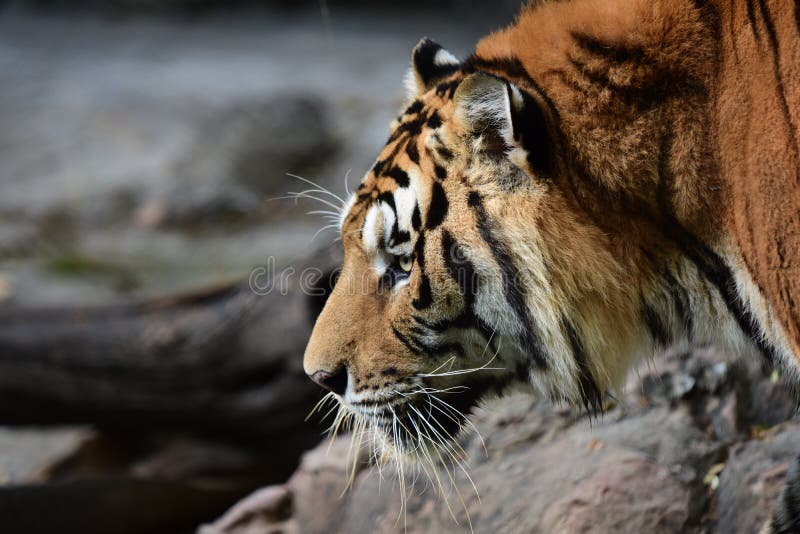 Tiger Staring at Jungle Safari Jeep Bandipur National Park or Bandipur ...