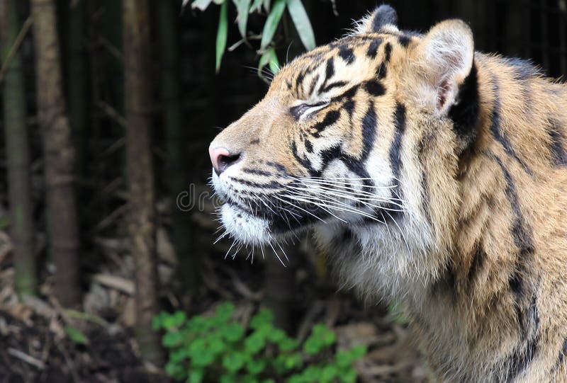 Tiger stock image. Image of calm, huge, tiger, gracefully - 46031677