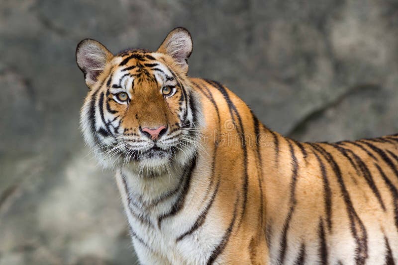 Tiger stock photo. Image of funny, pygmaeus, beauty, nature - 53846130