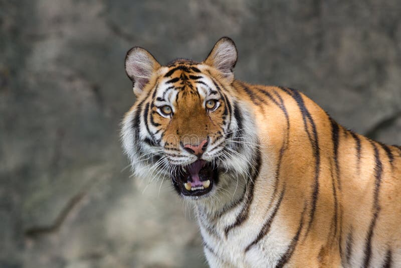 Tiger stock photo. Image of front, isolated, africa, pongo - 57648534