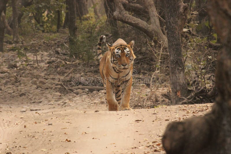 Tiger stock photo. Image of speed, tiger, challenge - 103638552