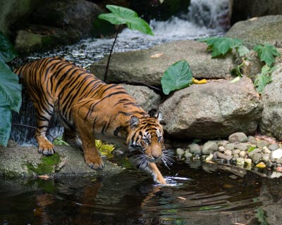 Tiger - Stealth stock photo. Image of sumatran, sneaky - 12480160