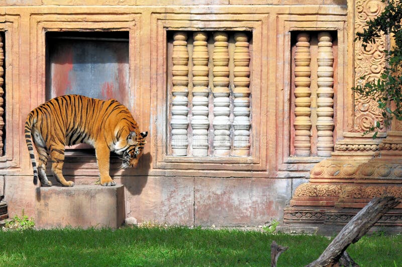 Tiger on a Step stock image. Image of mammals, beautiful - 21352859