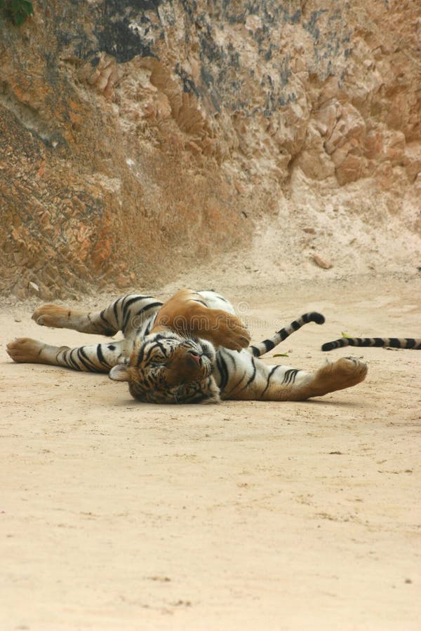 Tiger stretching stock image. Image of asian, prowl, rocks - 973959