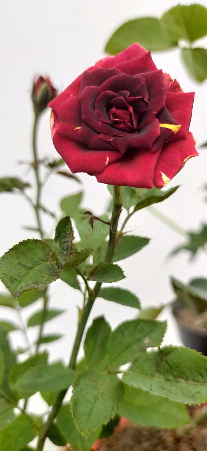 Tiger Stripe Red Rose in Bloom Stock Photo - Image of leaf, flower ...