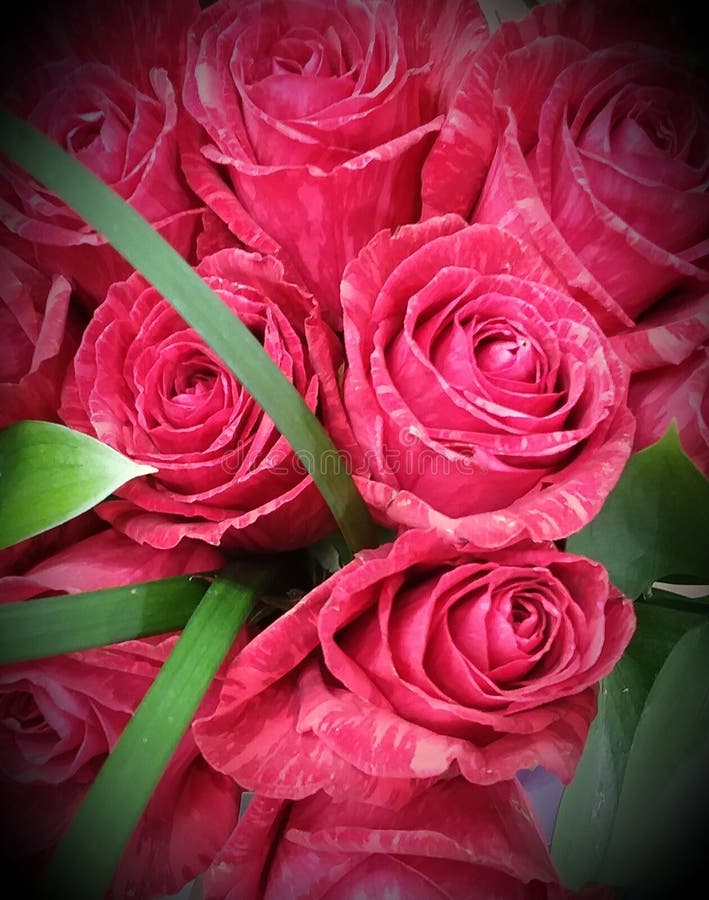 Tiger Stripe Roses rojo foto de archivo. Imagen de raya - 110793324