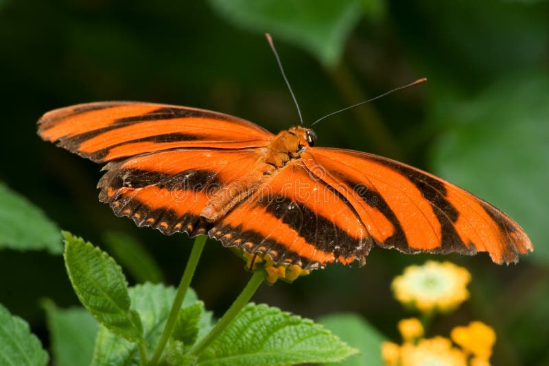 Tiger Striped Butterfly stock photo. Image of wings, black - 2345754