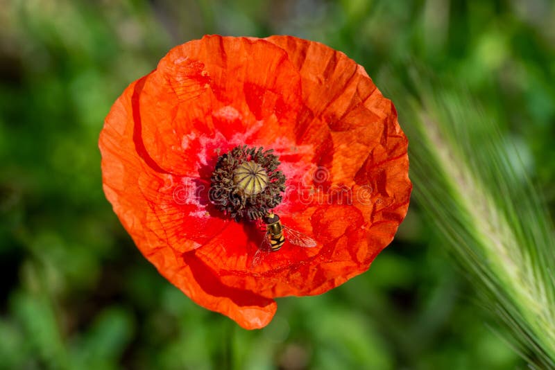 Tiger striped fly stock image. Image of background, nectar - 181156957