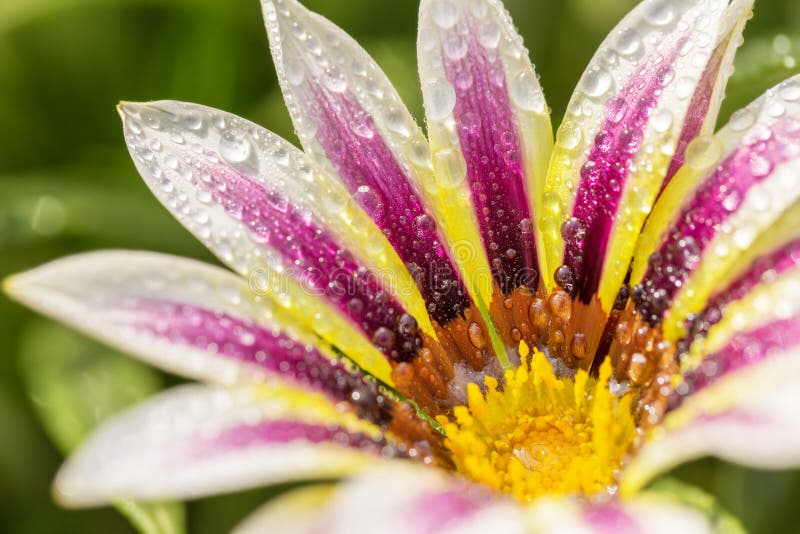 Tiger Striped Gazania Flower Stock Photo - Image of daisy, green: 33994972