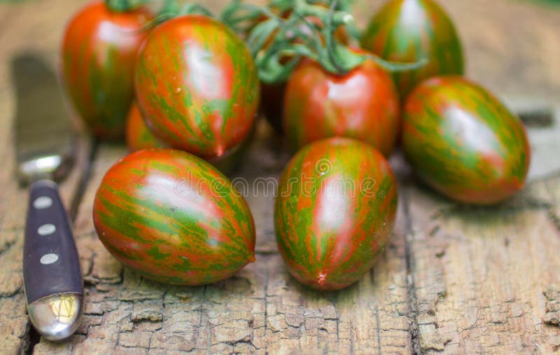 Tiger-Striped Leaf Frog, Amazonia, Ecuador Stock Photo - Image of ...