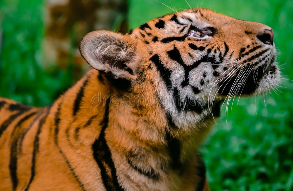 Tiger stock photo. Image of animal, grass, carnivore - 169052508